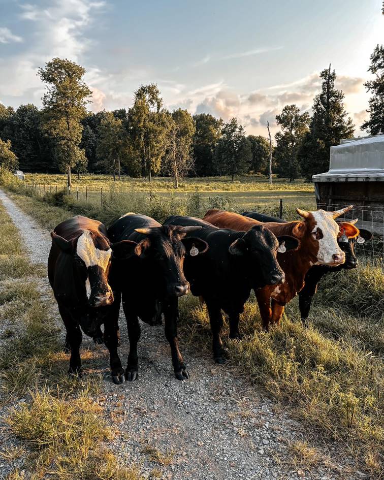 ZK Ranches - Springfield, TN