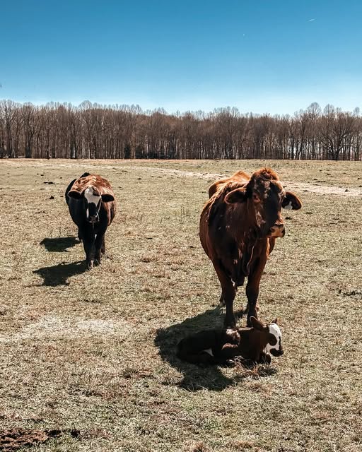 ZK Ranches - Springfield, TN